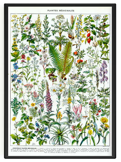 Plantas Medicinales A - Angora